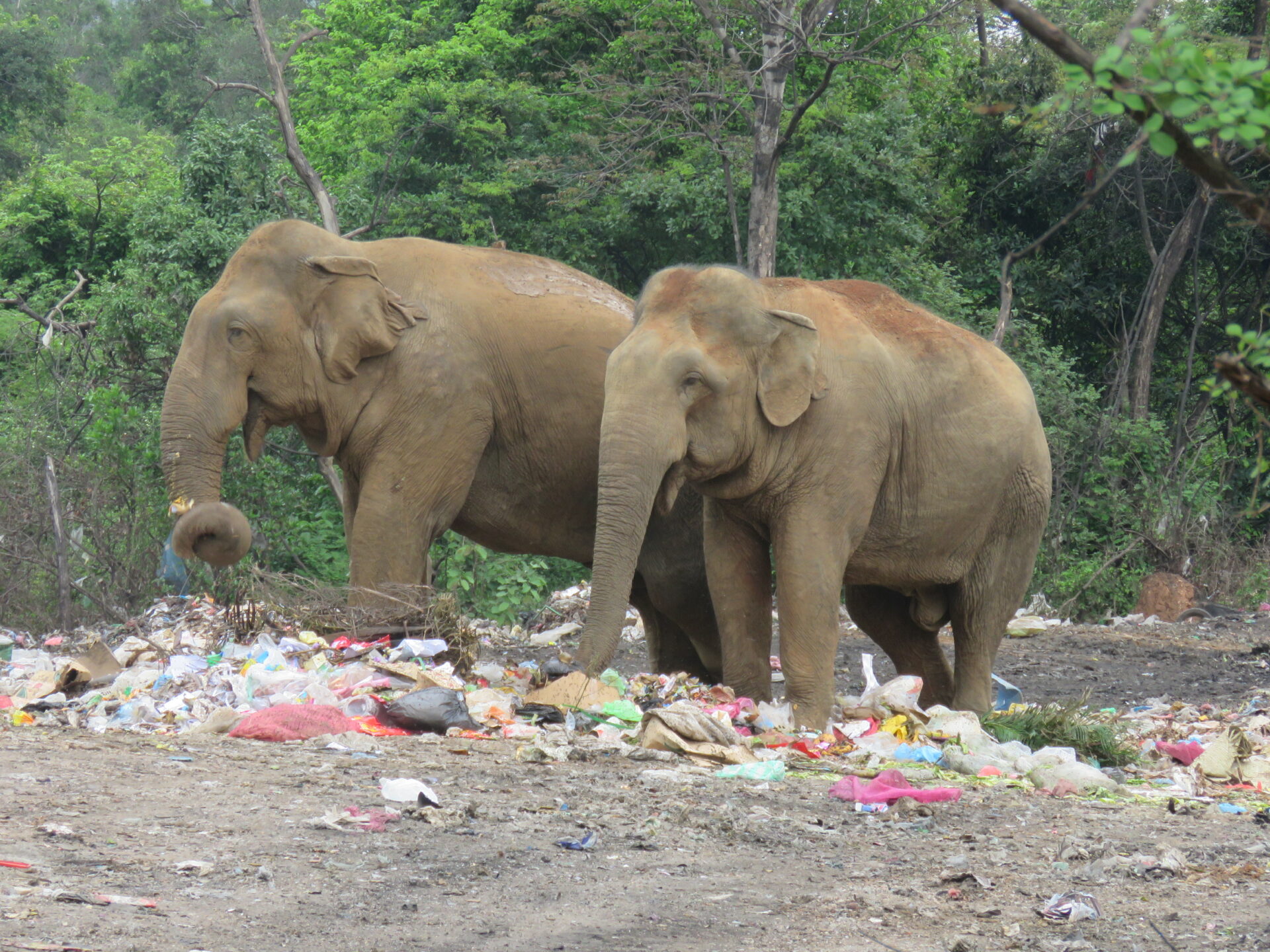 Poisoned By Plastic: Sri Lanka's Sacred Elephants