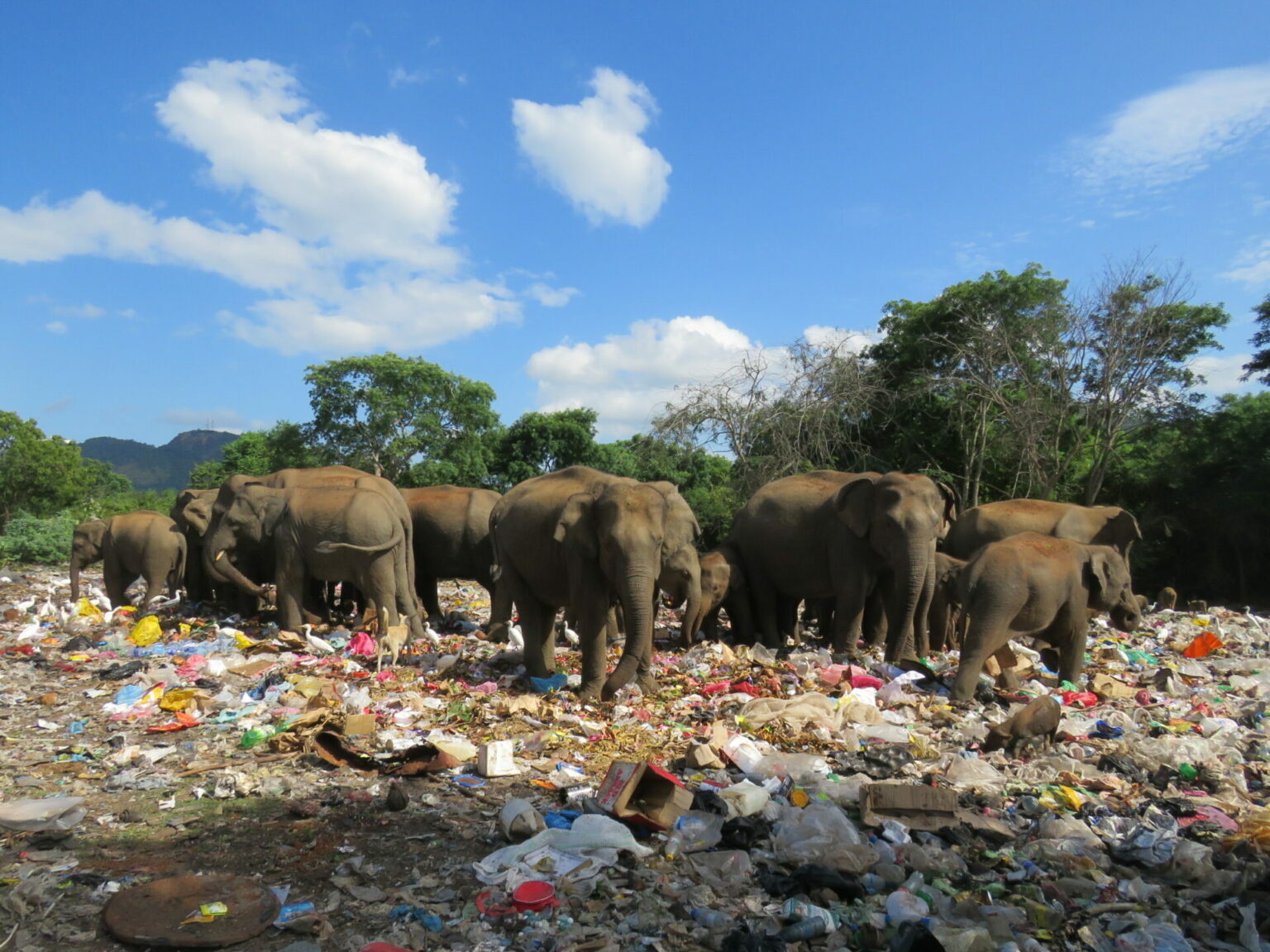 Poisoned By Plastic: Sri Lanka's Sacred Elephants