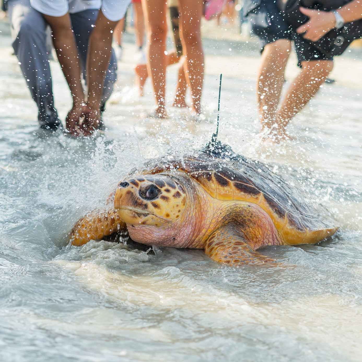 Turtle Power: 5 Ways To Help The UAE's Hard-Shelled Friends