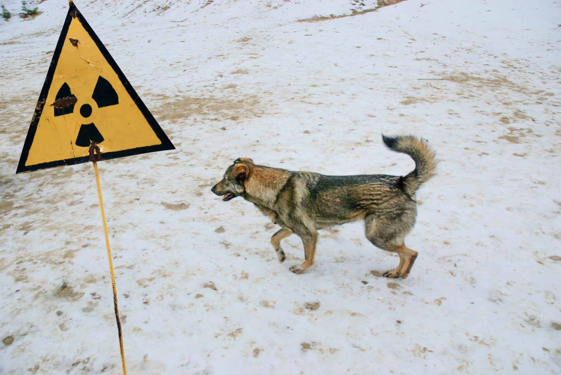The Surviving Dogs Of Chernobyl And What We Can Learn