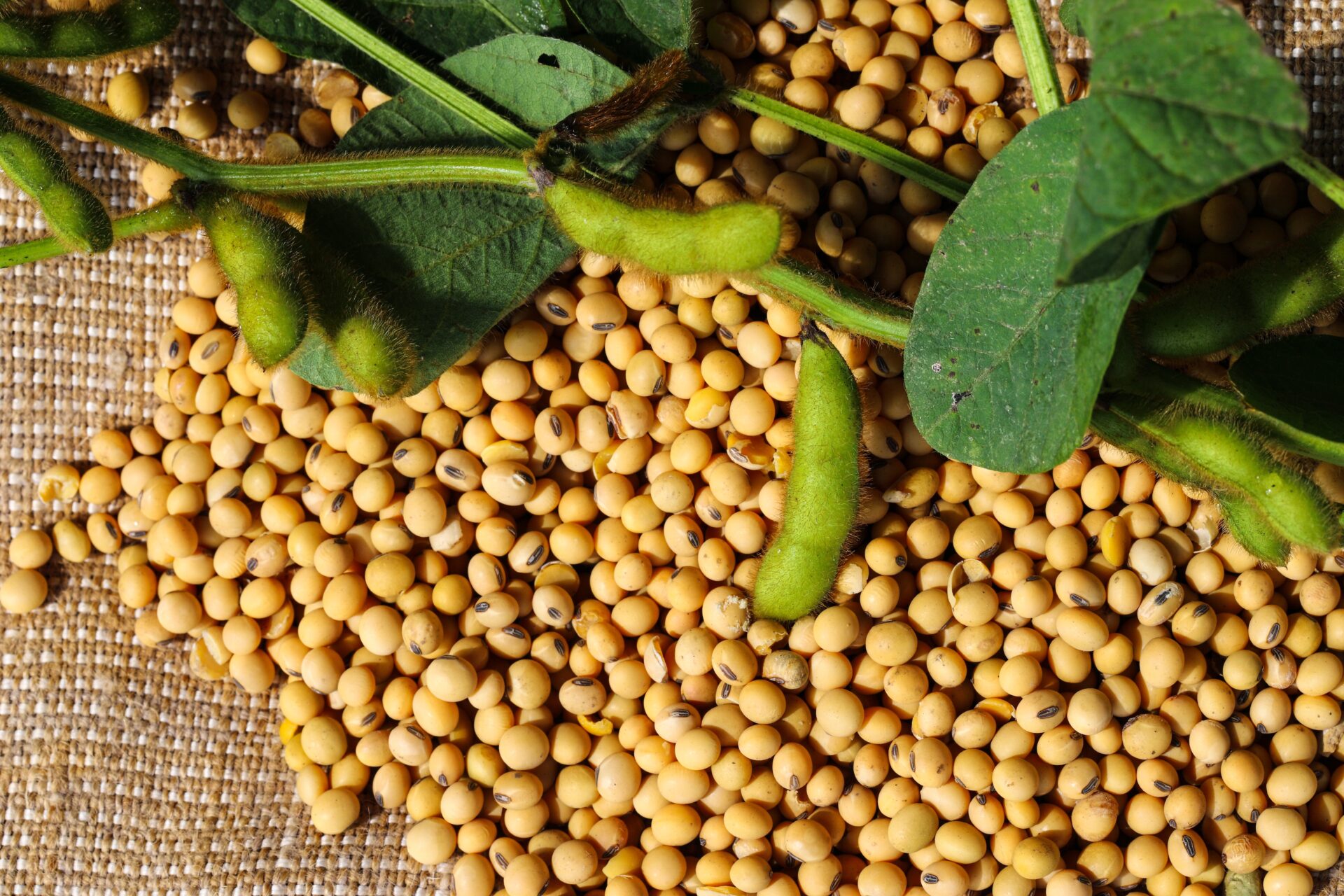 5 Plant-Based Milks And Carbon Footprints: Who Fares Best?