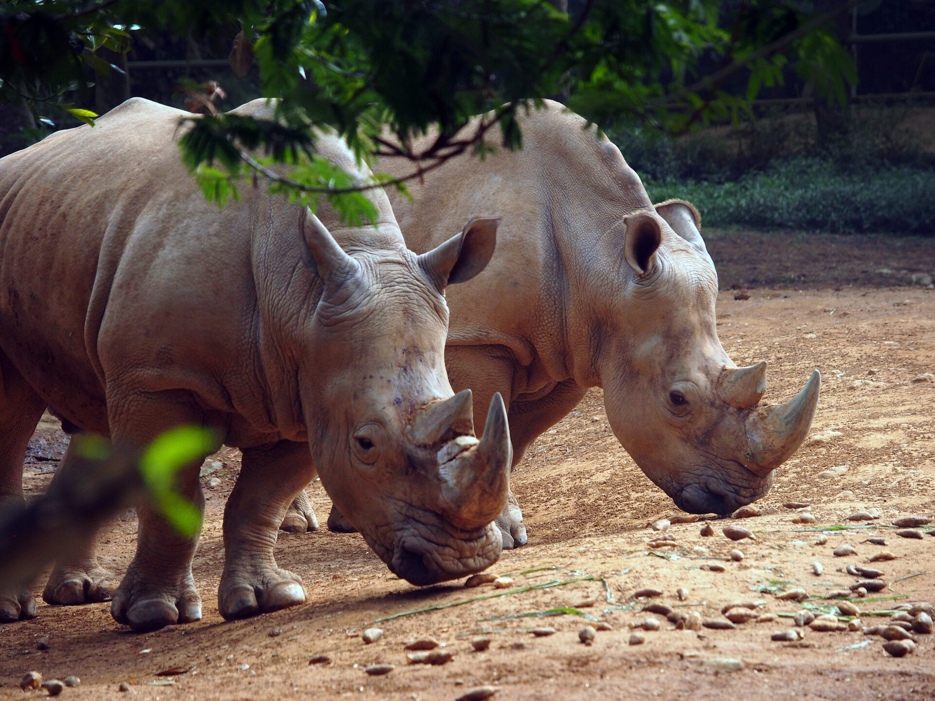 10 Amazing Endangered Animals That Need Our Protection
