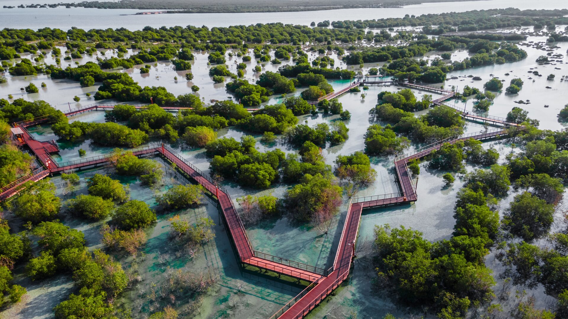 Magical Mangroves: 5 Eco Ways To Enjoy Abu Dhabi's Forests