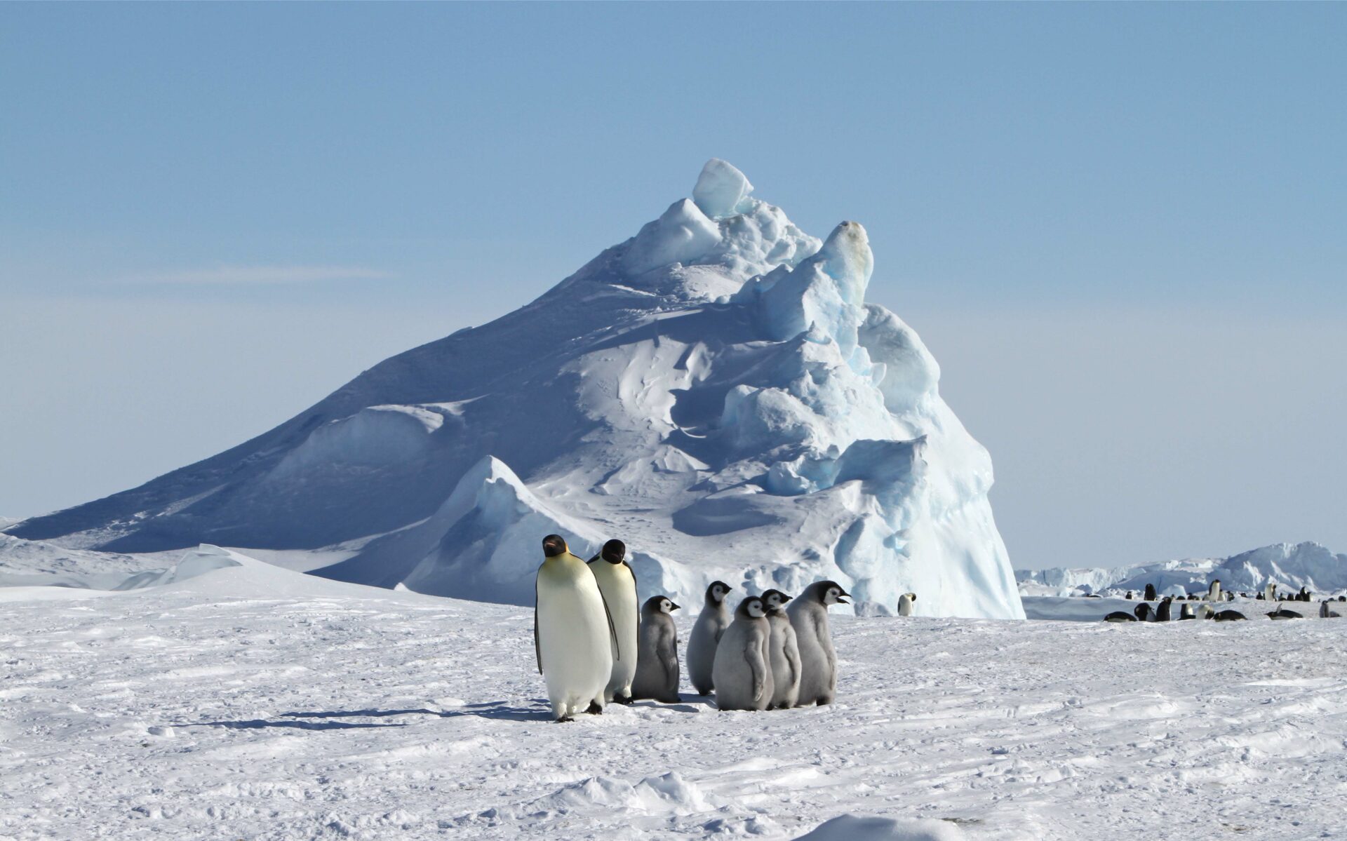 9000 Emperor Penguins Die As Climate Crisis Hits Antarctica