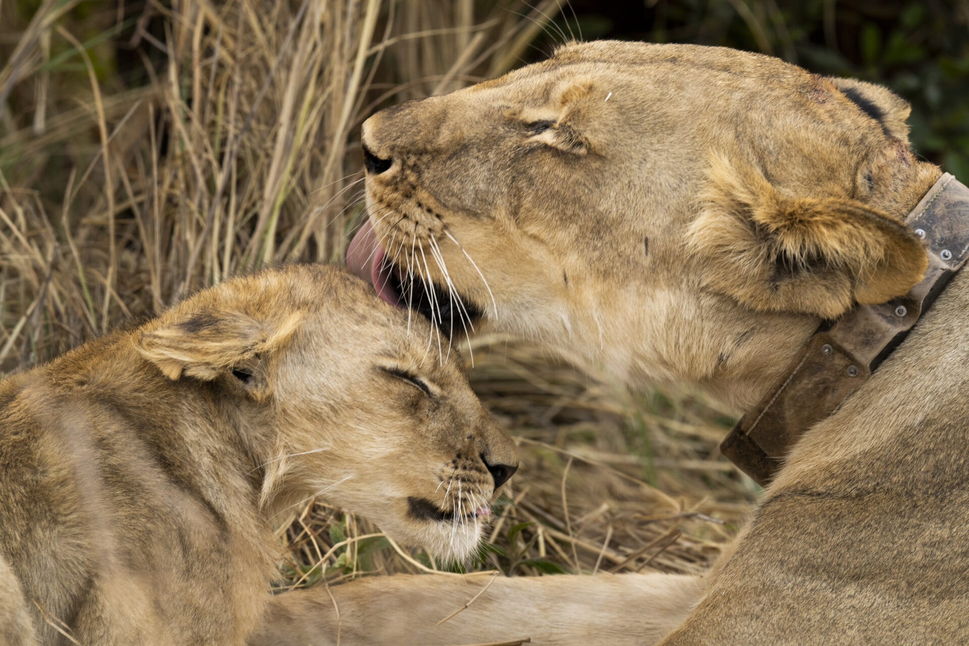 How Lions Are Overcoming Mane Threats To Stay King Of Jungle