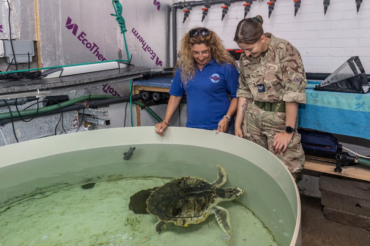 Tally The Rare Sea Turtle Flown 4,000 Miles Back Home