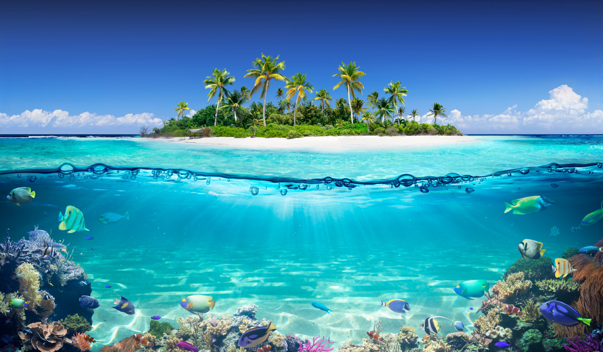 Could Coral Save The Maldives Here s How To Play A Part On Your Next 