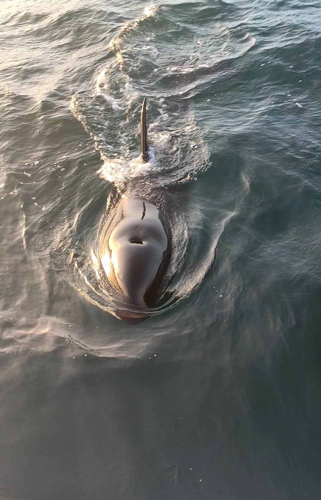 How Killer Whales Are Sinking Boats In Orca Valley How Killer Whales Are Sinking Boats In Orca Valley
