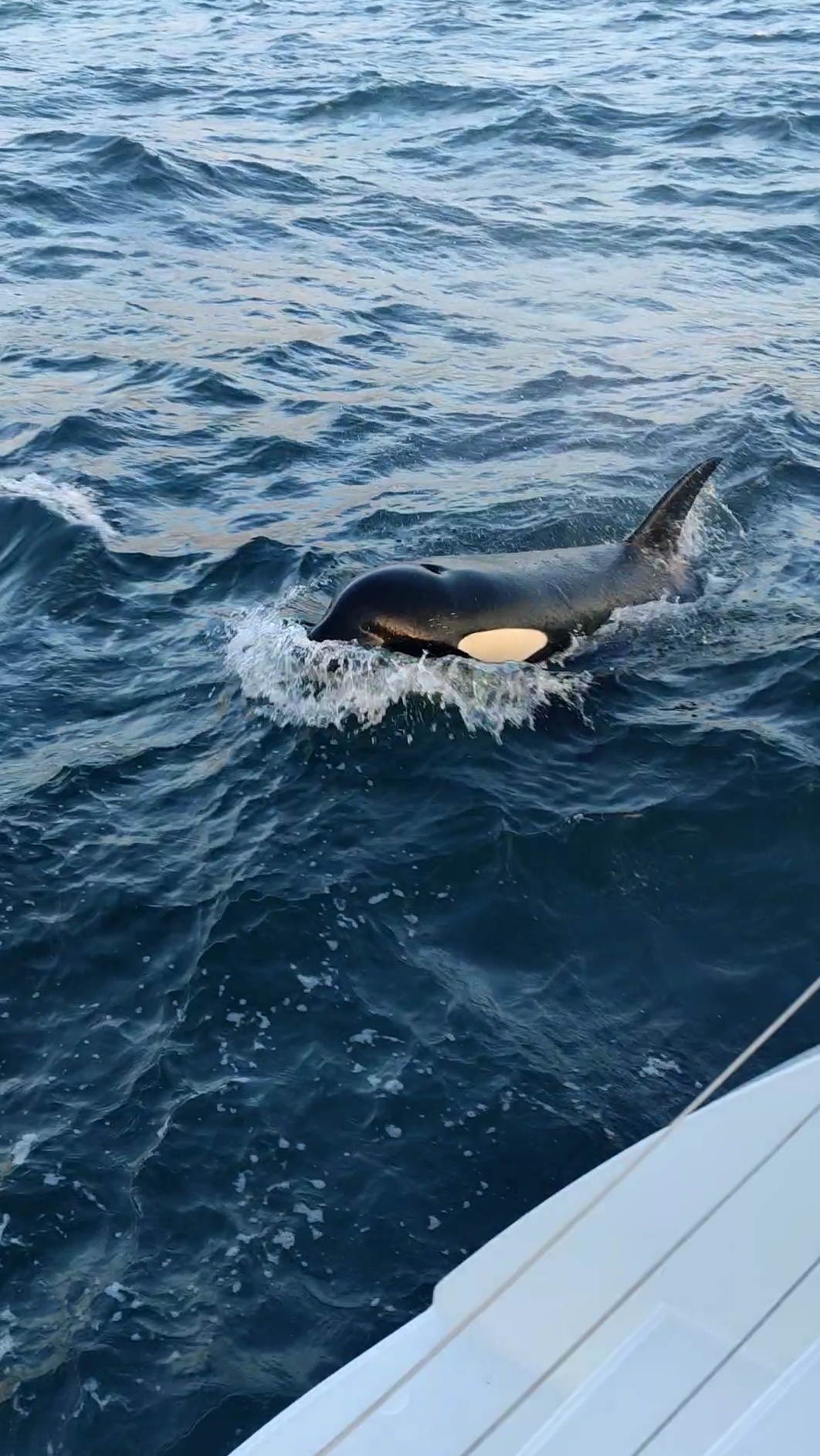 How Killer Whales Are Sinking Boats In Orca Valley How Killer Whales Are Sinking Boats In Orca Valley