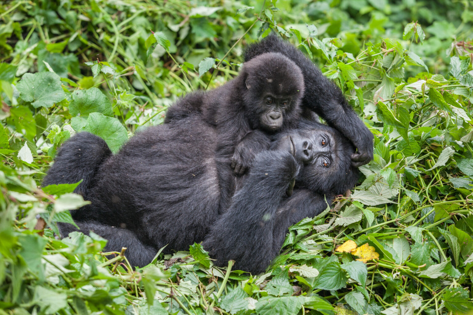 Our Top 4 Places To See Gorillas In The Wild Responsibly