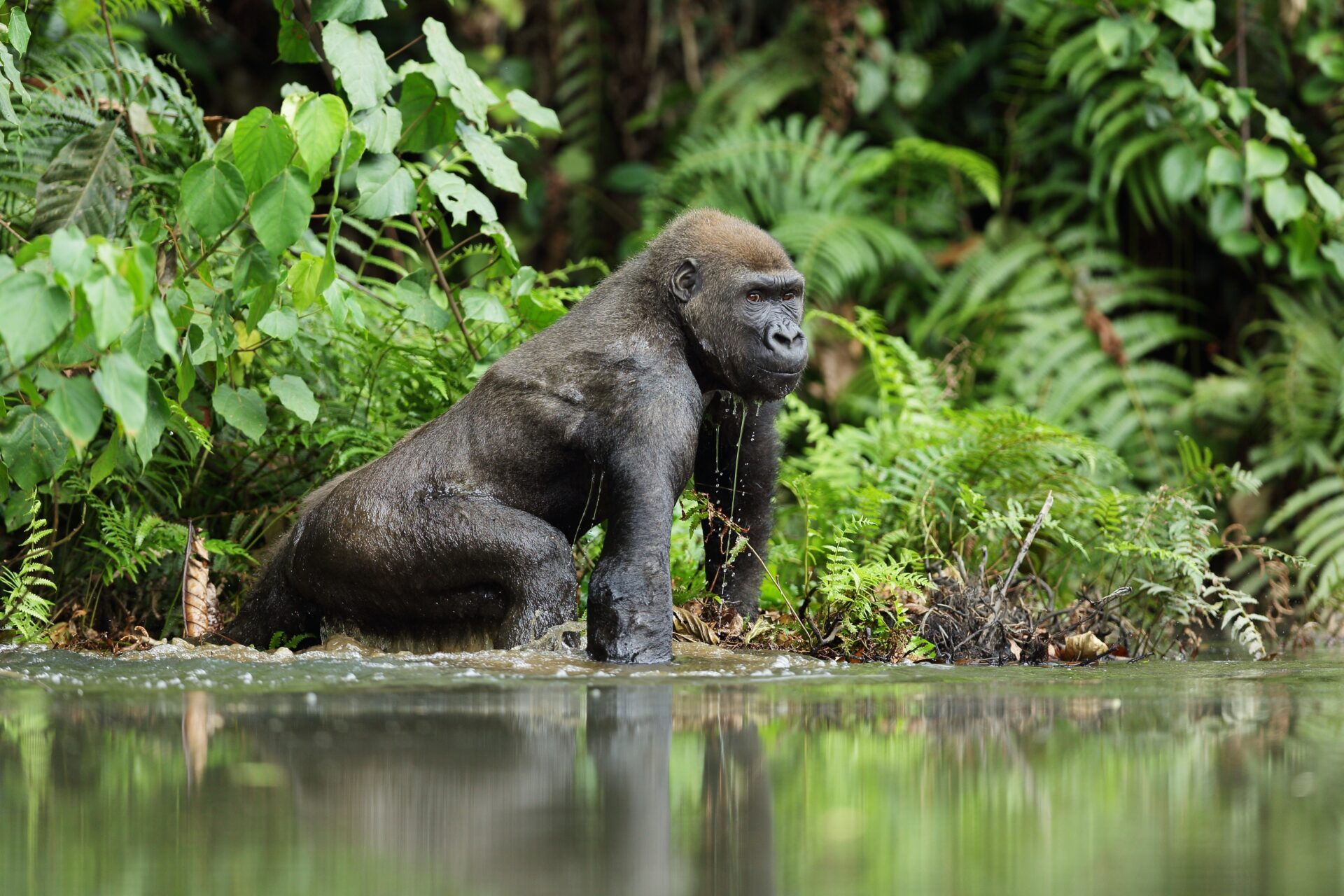 Our Top 4 Places To See Gorillas In The Wild Responsibly