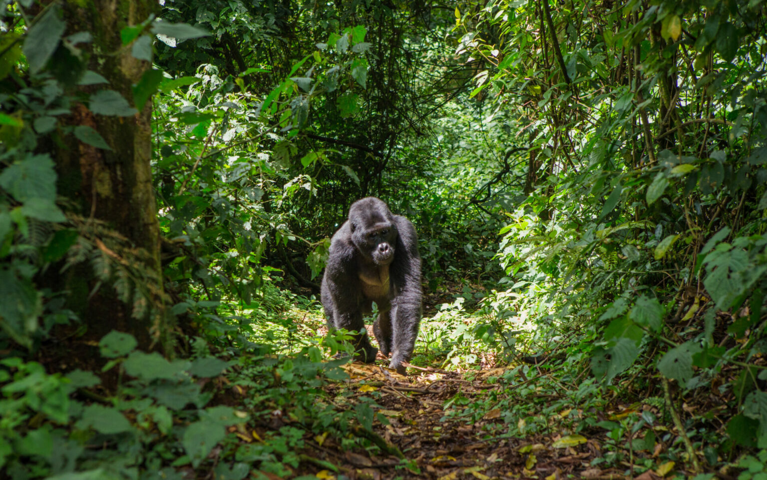 Our Top 4 Places To See Gorillas In The Wild Responsibly