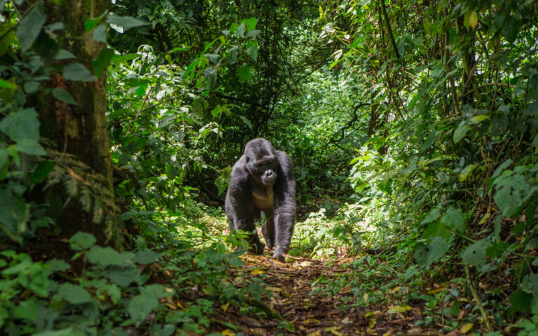 Our Top 4 Places To See Gorillas In The Wild Responsibly