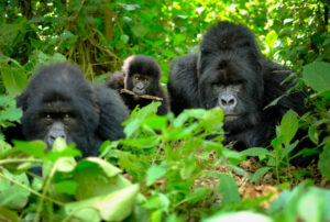 Our Top 4 Places To See Gorillas In The Wild Responsibly