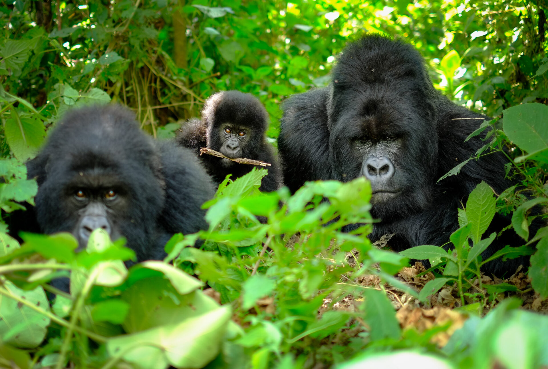 Our Top 4 Places To See Gorillas In The Wild Responsibly