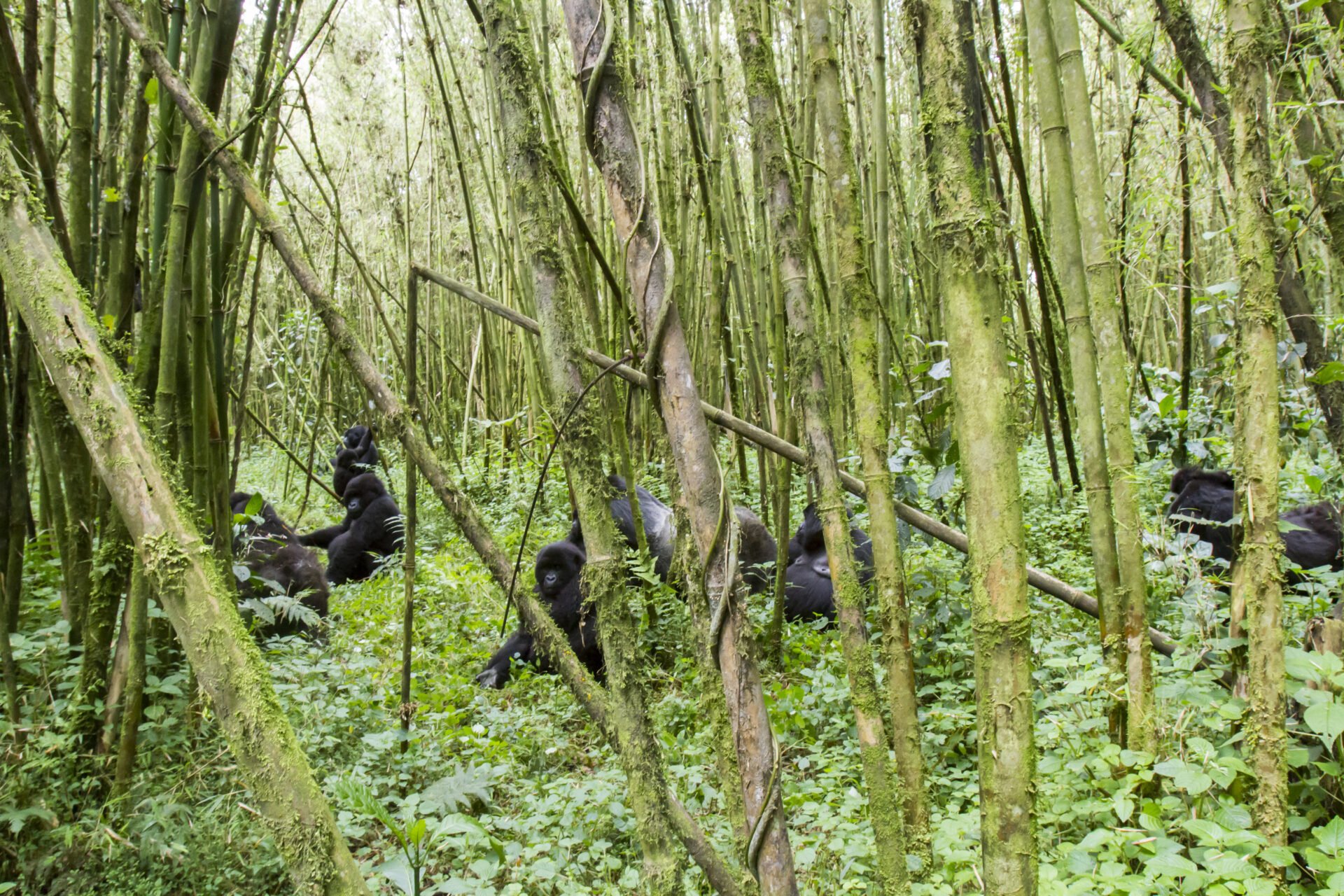 Our Top 4 Places To See Gorillas In The Wild Responsibly