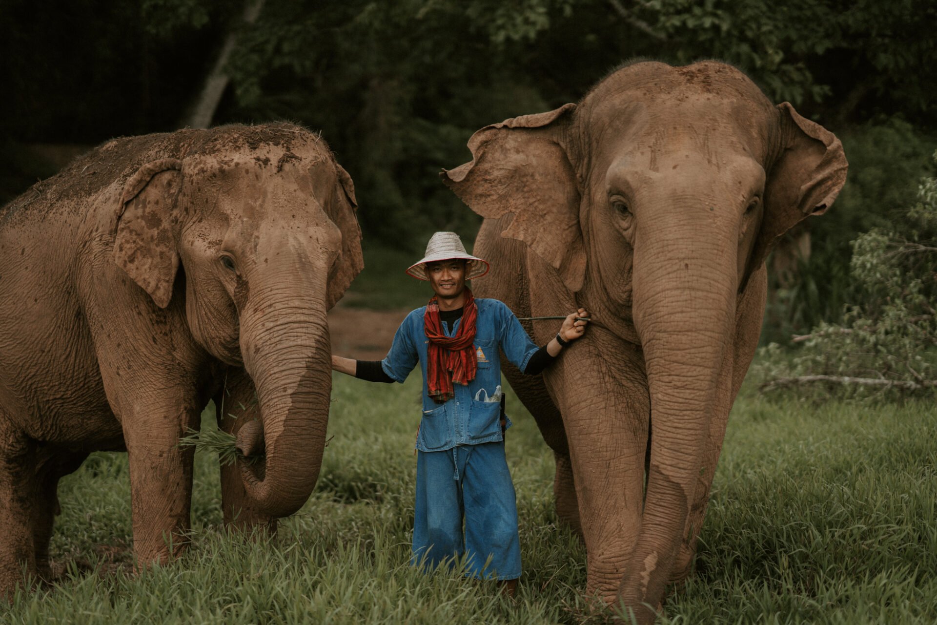 Saving Thailand's Street Begging Elephants From The Concrete Jungle