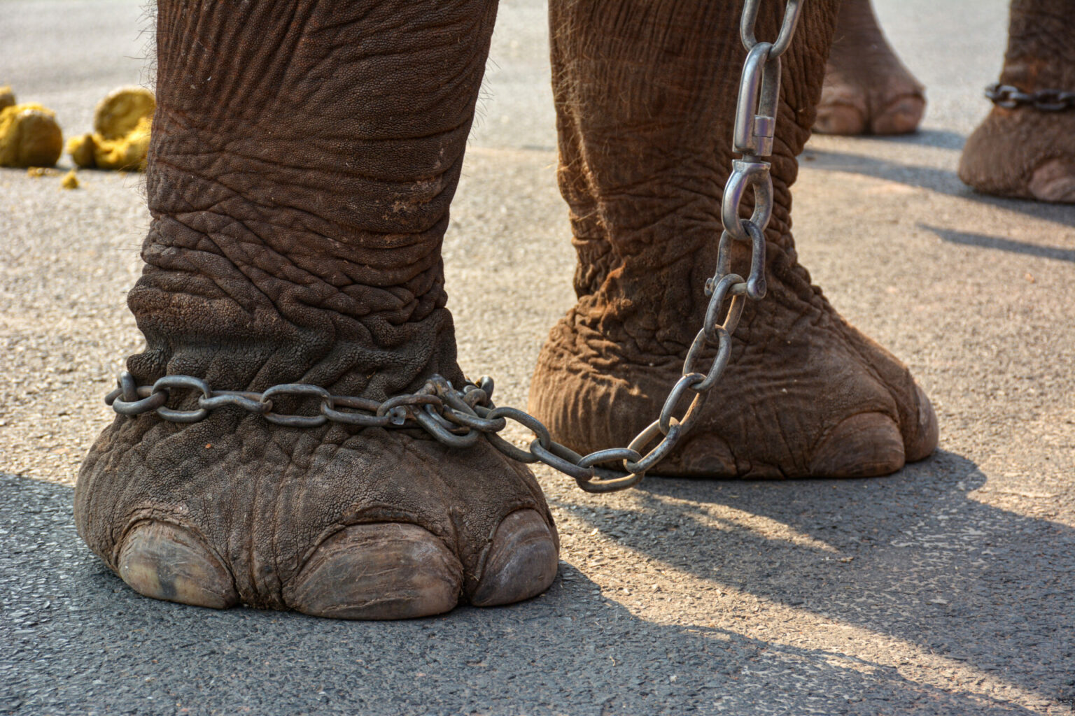 Saving Thailand's Street Begging Elephants From The Concrete Jungle
