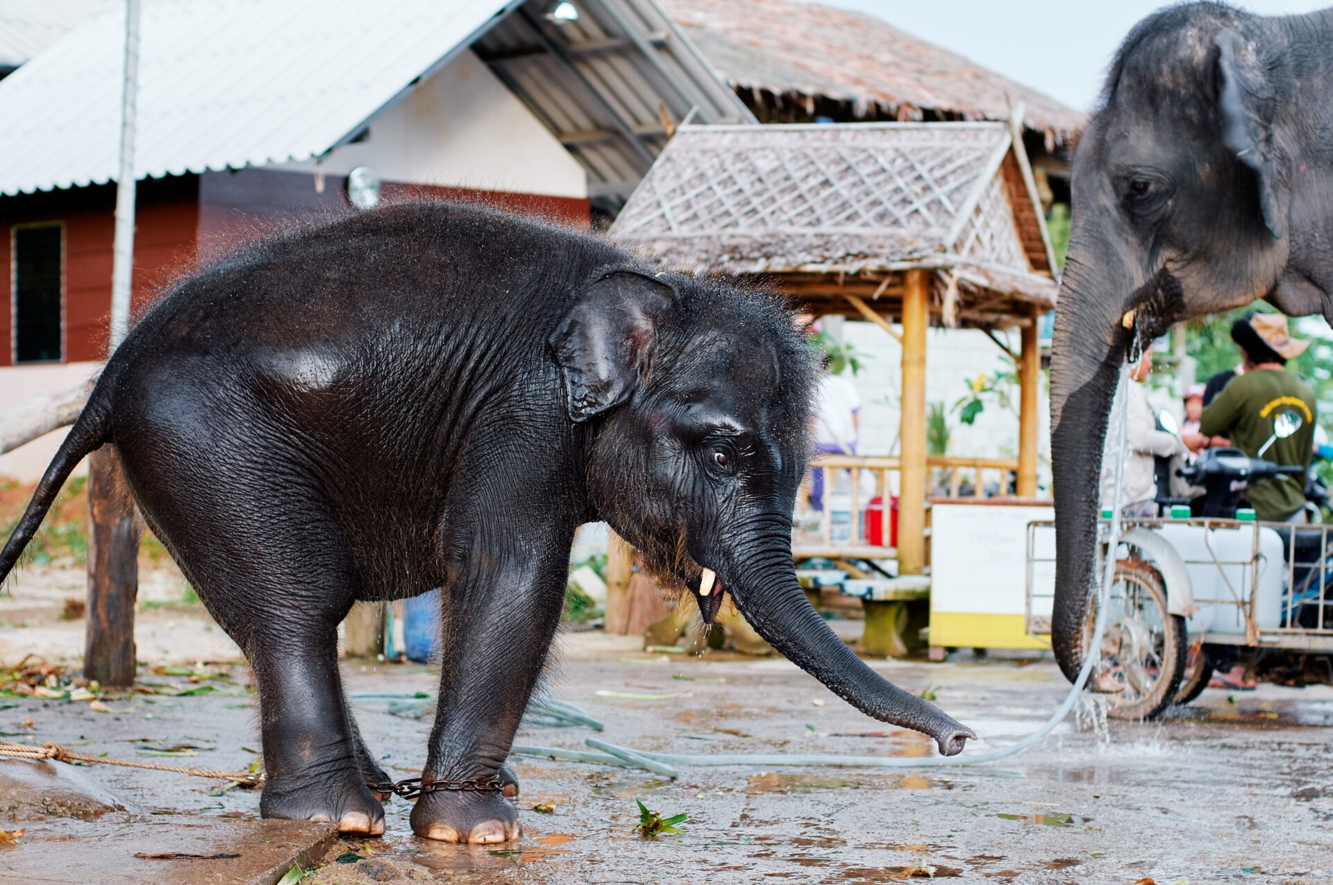 Saving Thailand's Street Begging Elephants From The Concrete Jungle