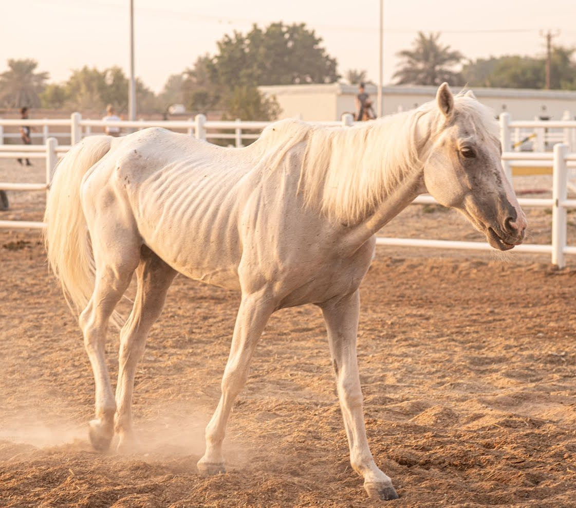 Ride To Rescue: Meet The Woman Saving The UAE’s Sick And Disabled ...