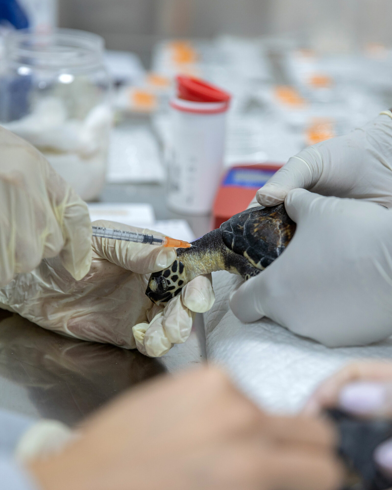 Project Turtle 1000: An Amazing Milestone In UAE Marine Conservation ...