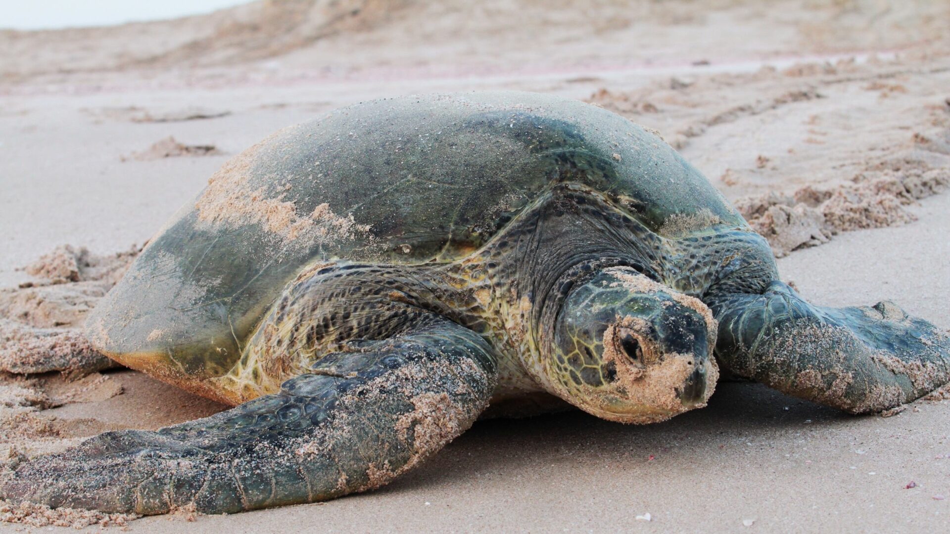 First Green Turtle Nests Discovered In Abu Dhabi