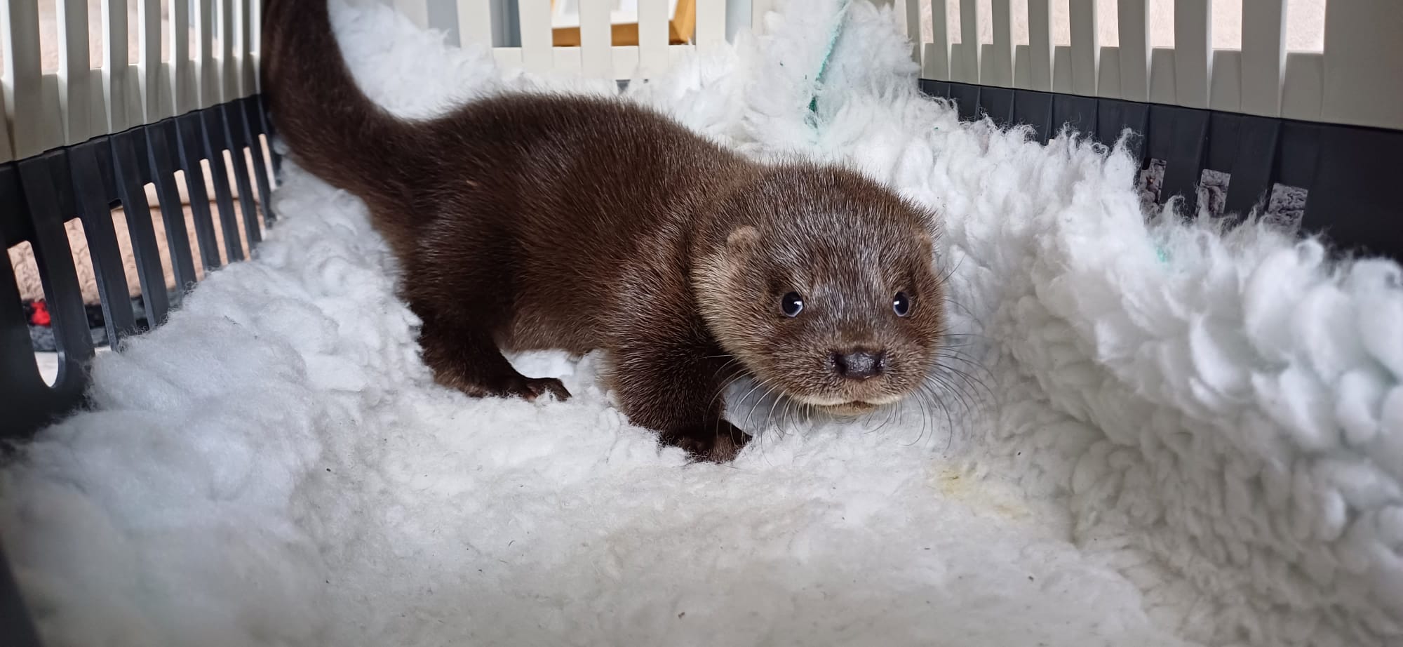 Eco Superheroes: How Otters Help Save The Planet