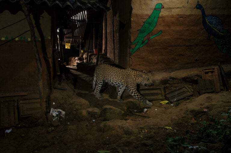 King Of The Urban Jungle: The Leopards Of Mumbai