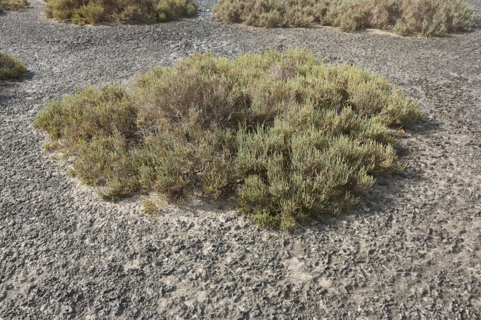UAE Experts Explore Native Halophytes As New Local Superfood - The ...