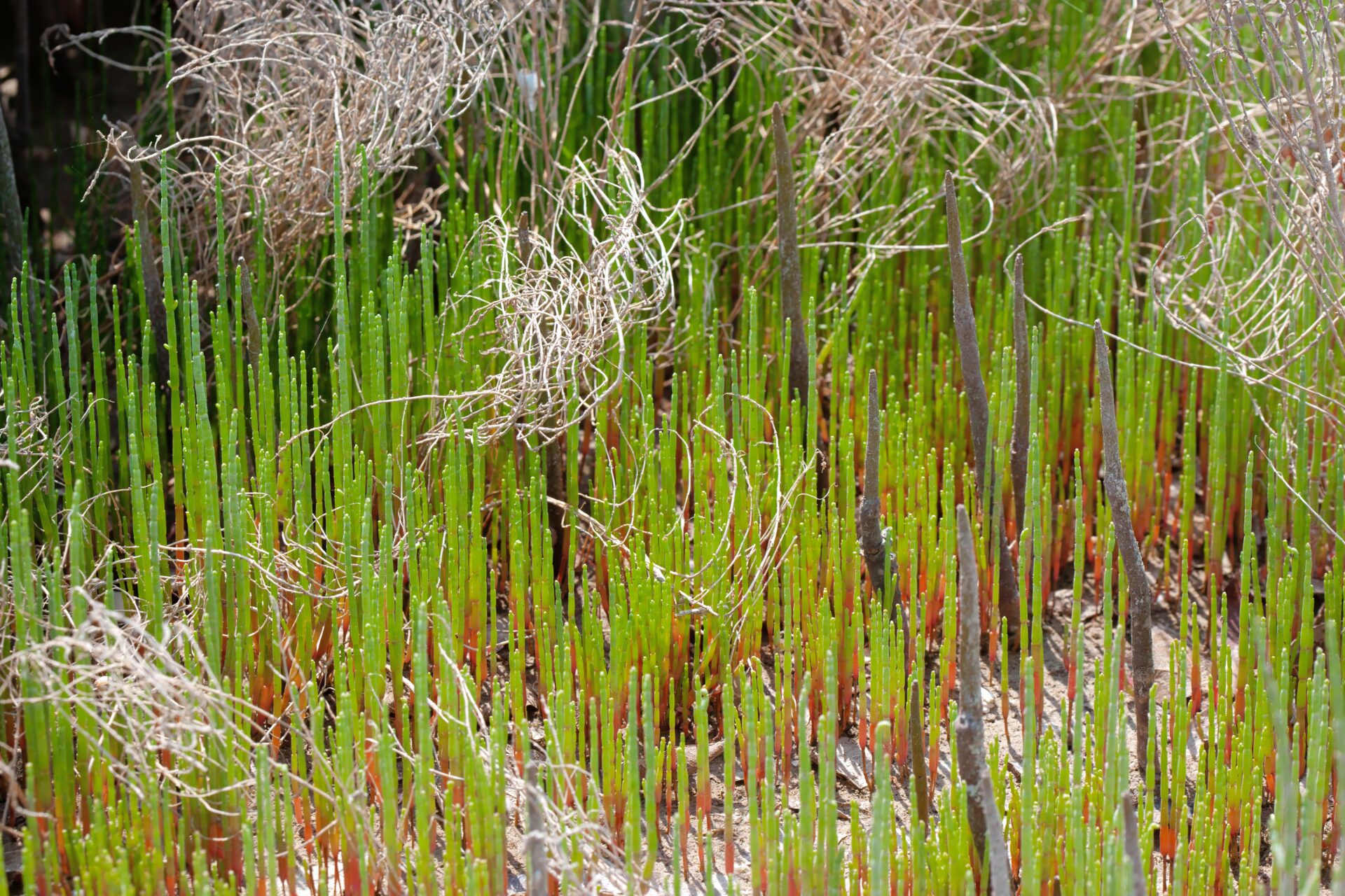 UAE Experts Explore Native Halophytes As New Local Superfood - The ...
