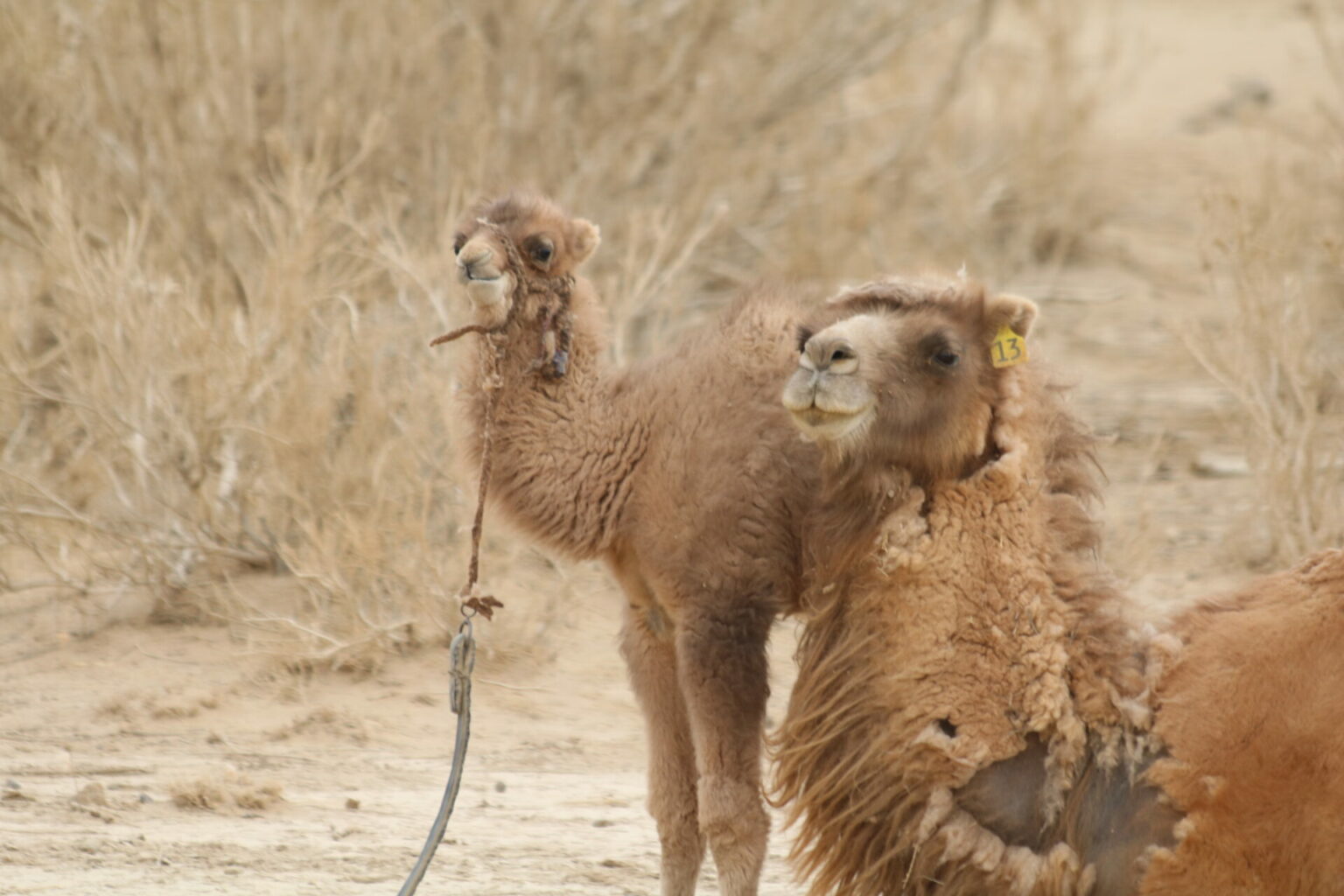 Going Extinct: Why Climate Change Is Giving Camels The Hump