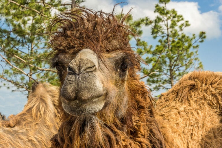 Going Extinct: Why Climate Change Is Giving Camels The Hump