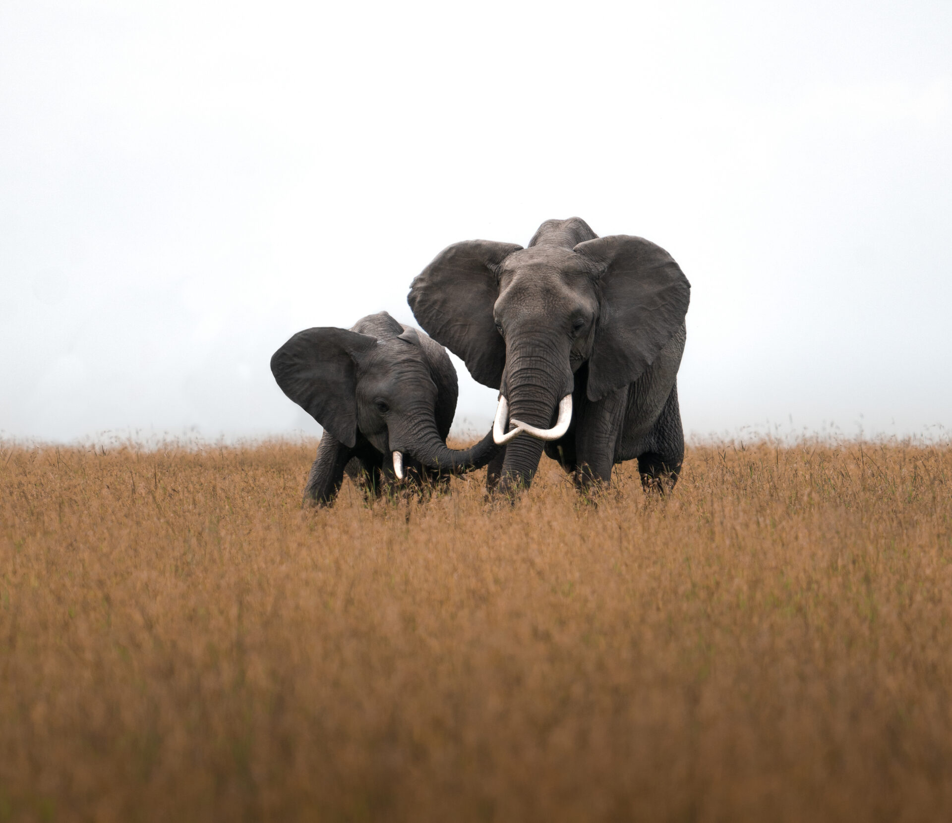The Female Rangers Fighting To Save Africa's Elephants