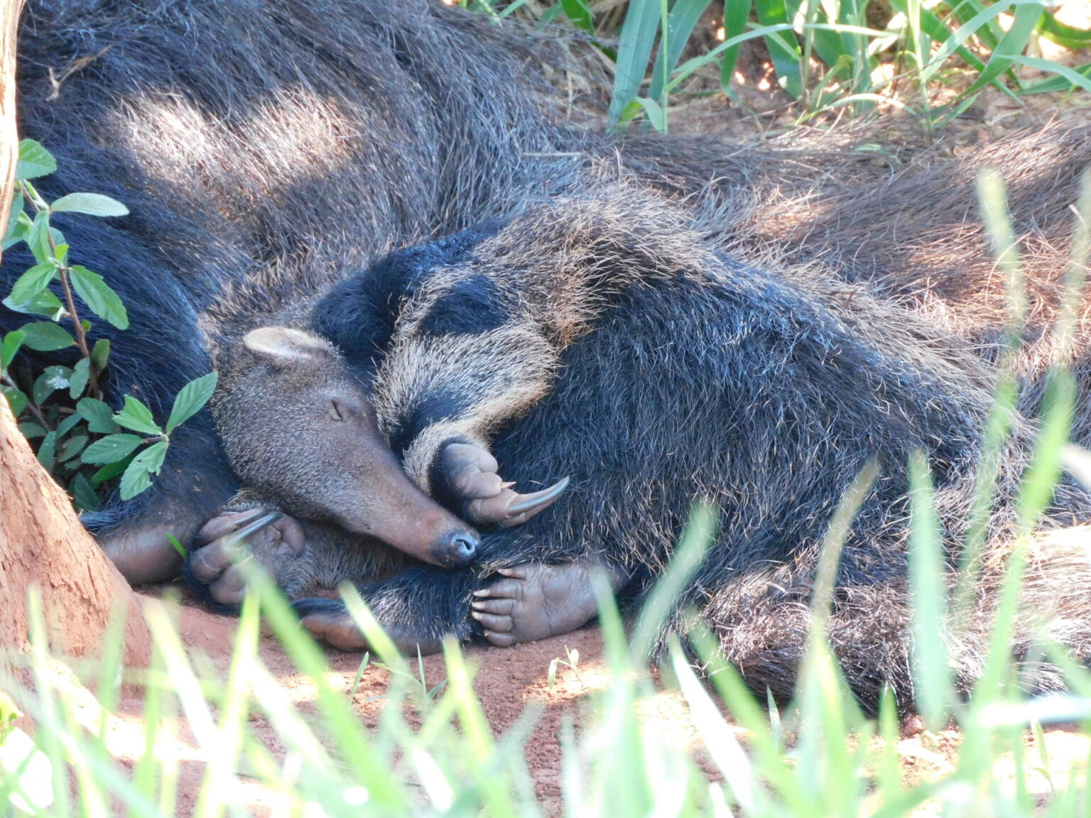 Fire, Highways And Pesticides: 3 Threats To Giant Anteaters