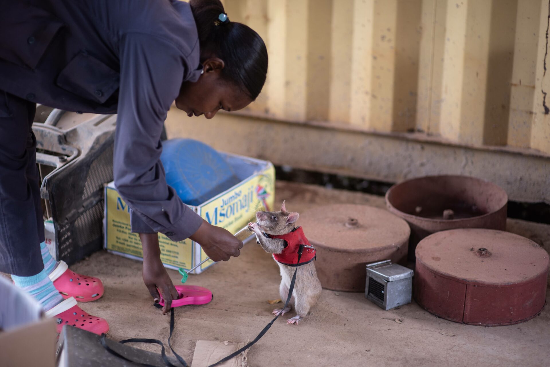 Tiny Detectives: 8 Trained Rats Battle Wildlife Trafficking