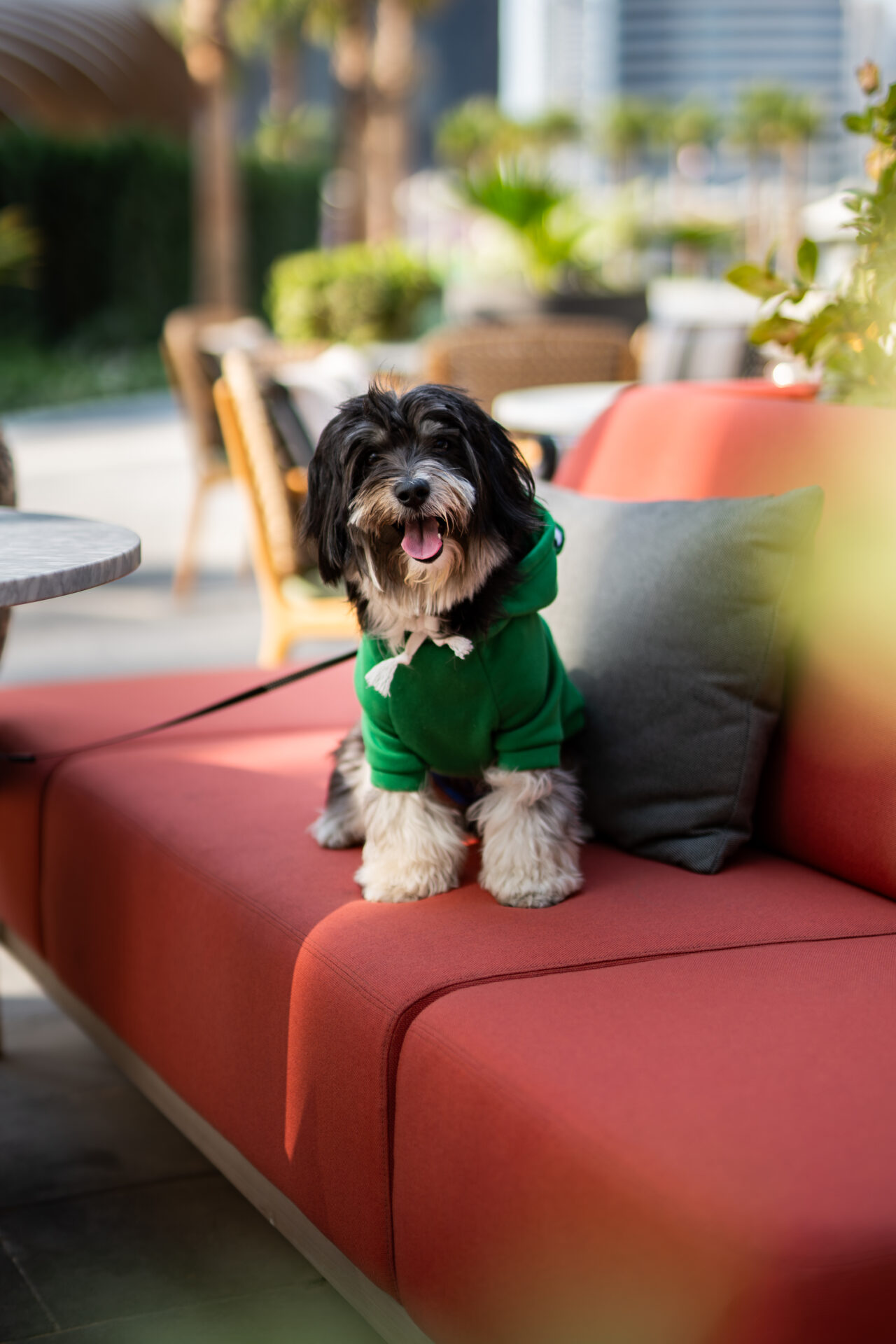 Furry Friends First: Uptown Social Hosts A Morning Of Pet Wellness ...