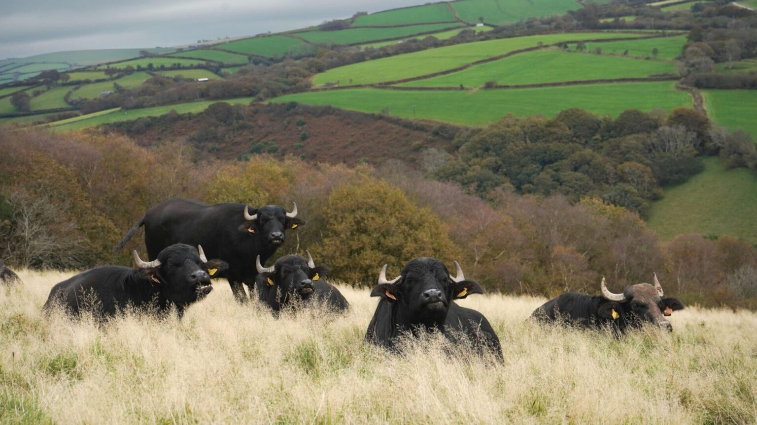 Discover How 6 Water Buffalo Are Reviving Britain’s Moorlands