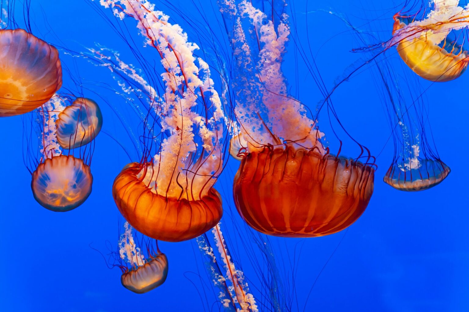 The Surprising Reason Jellyfish Matter More Than You Think
