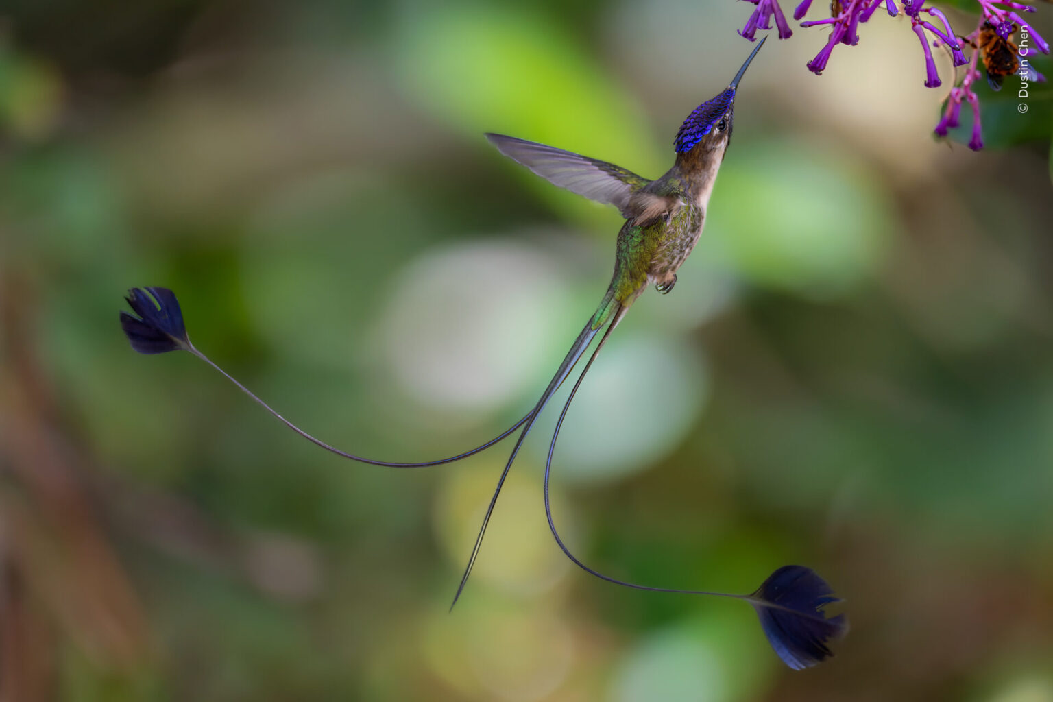 The 2026 People’s Choice Wildlife Photographer Of The Year Shortlist ...